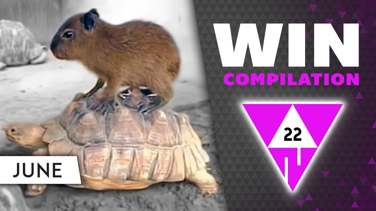 WIN Compilation JUNE 2022 Edition | Best videos of the month May - Win ...